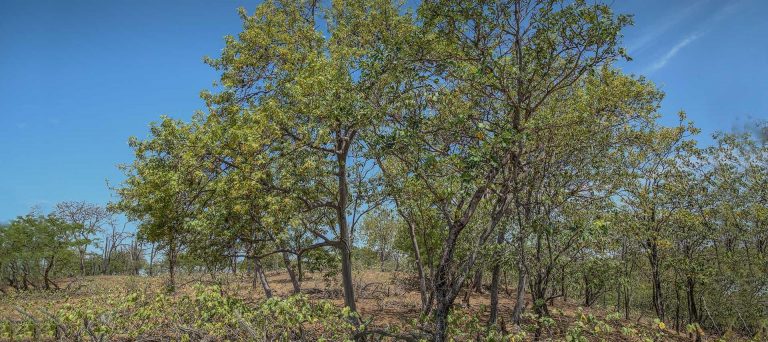 5 Benefits To Our Health When Using Palo Santo Bursera Graveolens ...