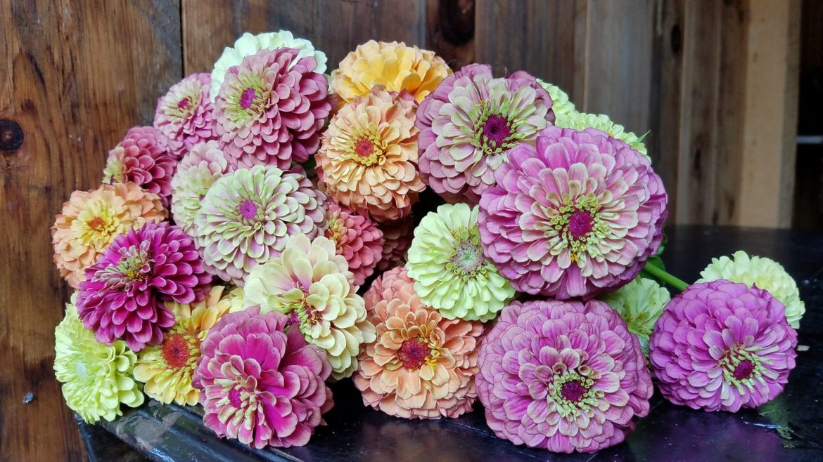 Flowers and Health Benefits They Have - Health Care Reform